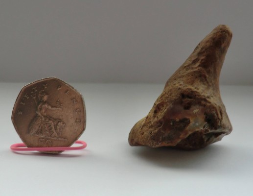 An Ancient Tooth ? | Archaeology, Watton at Stone | Herts Memories