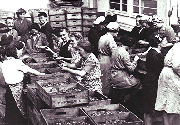 Sorting Strawberries | Redbourn, Russell Harborough's Jam Factory ...