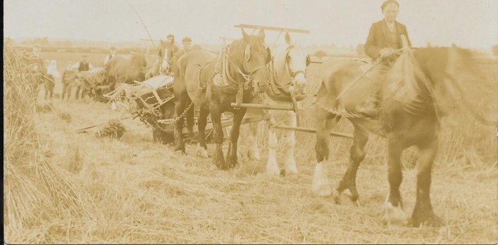 Farming in World War 1 | Farms, World War One, Welwyn Garden City ...