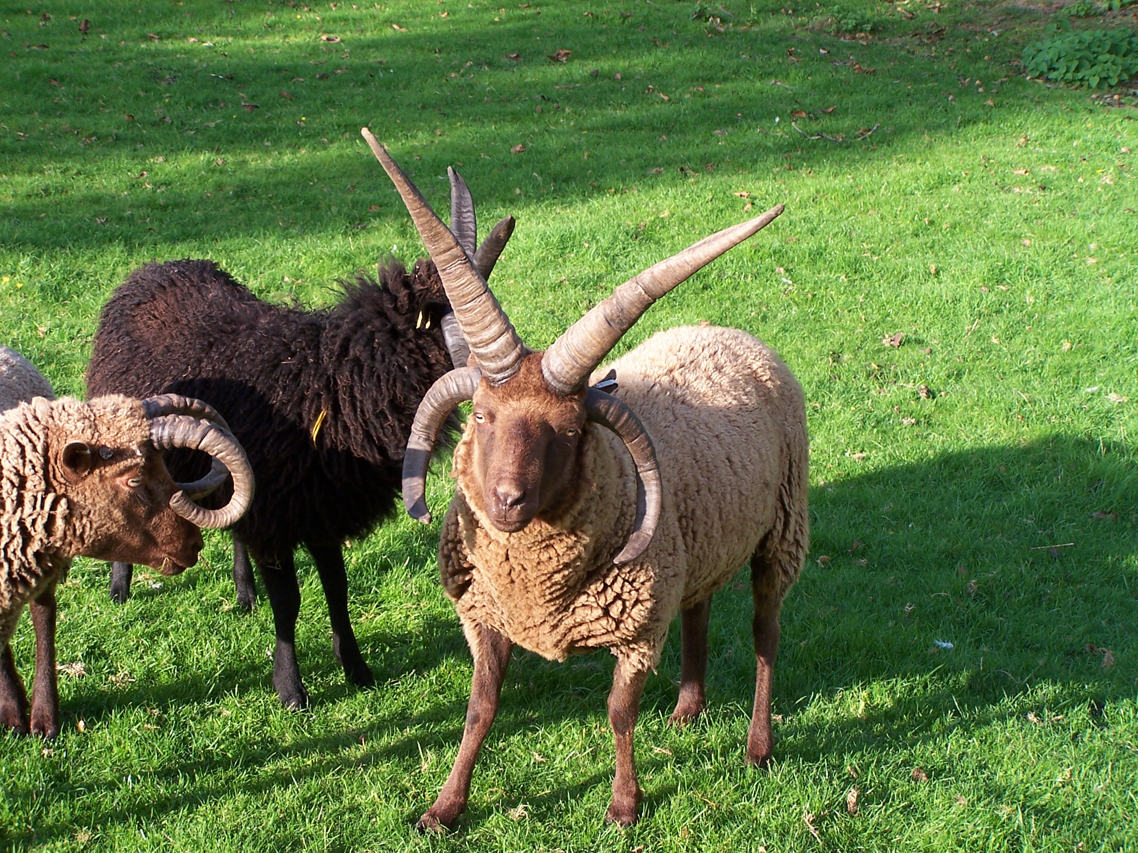 The Start of Merchant Flock | Farms | Herts Memories