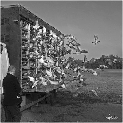 Pigeon Liberation | Sports | Herts Memories